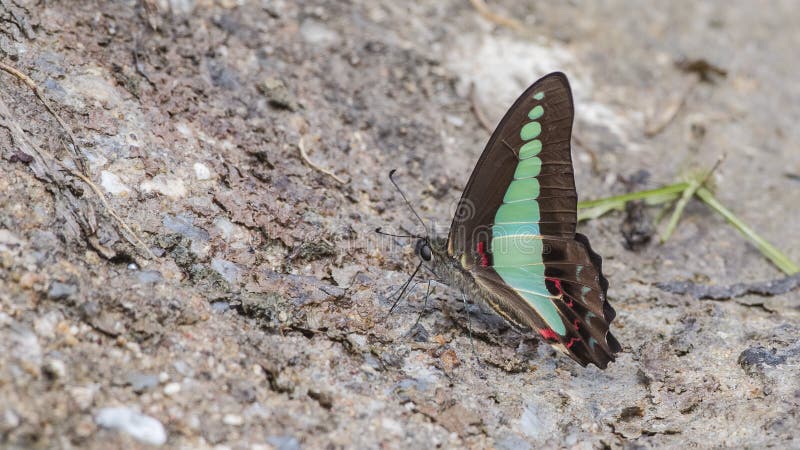 Common Bluebottle or Blue Triangle Graphium Sarpedon Butterfly Stock ...