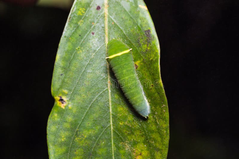 Common Bluebottle or Blue Triangle Graphium Sarpedon Caterpillar Stock ...
