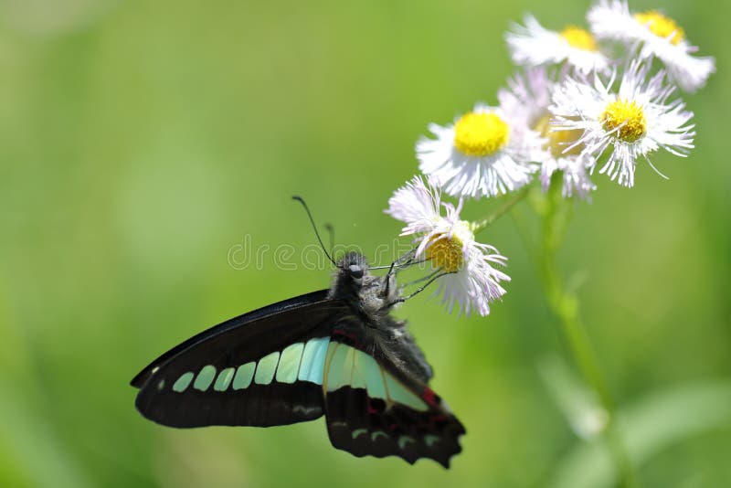 Common Bluebottle or Blue Triangle Graphium Sarpedon Butterfly Stock ...