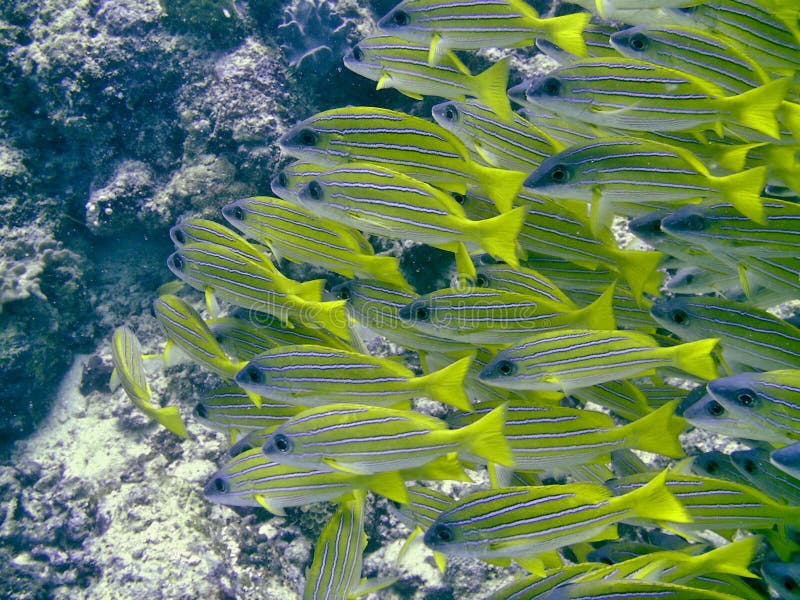 Common Bluestripe Snapper, Bluestripe Sea Perch, Blue-line Snapper ...