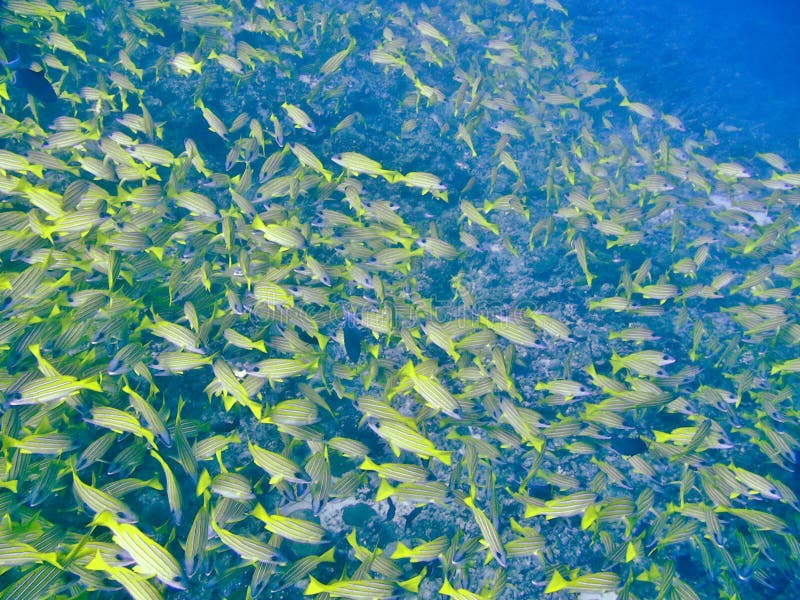 Common Bluestripe Snapper, Bluestripe Sea Perch, Blue-line Snapper ...