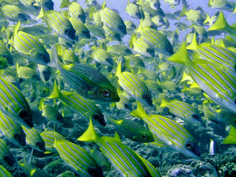Common bluestripe snapper stock photo. Image of diving - 13113246