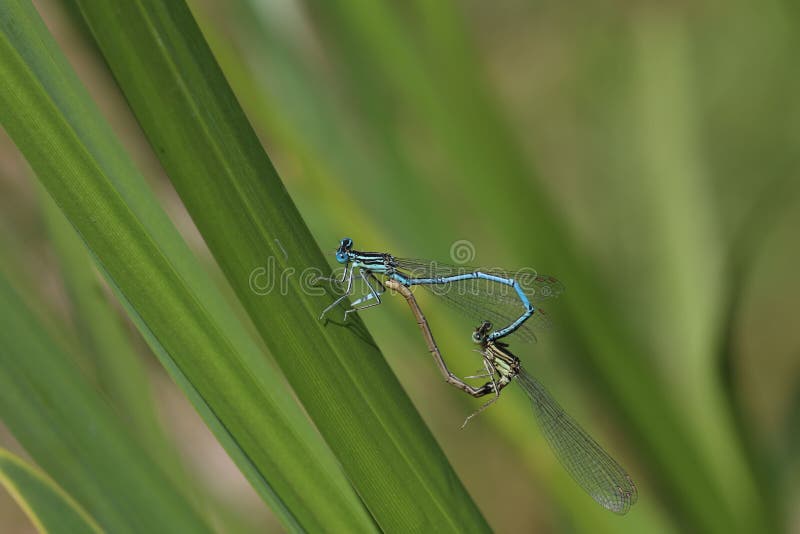 Common Bluet Common or Blue Damselfly Enallagma Cyathigerum Mating ...