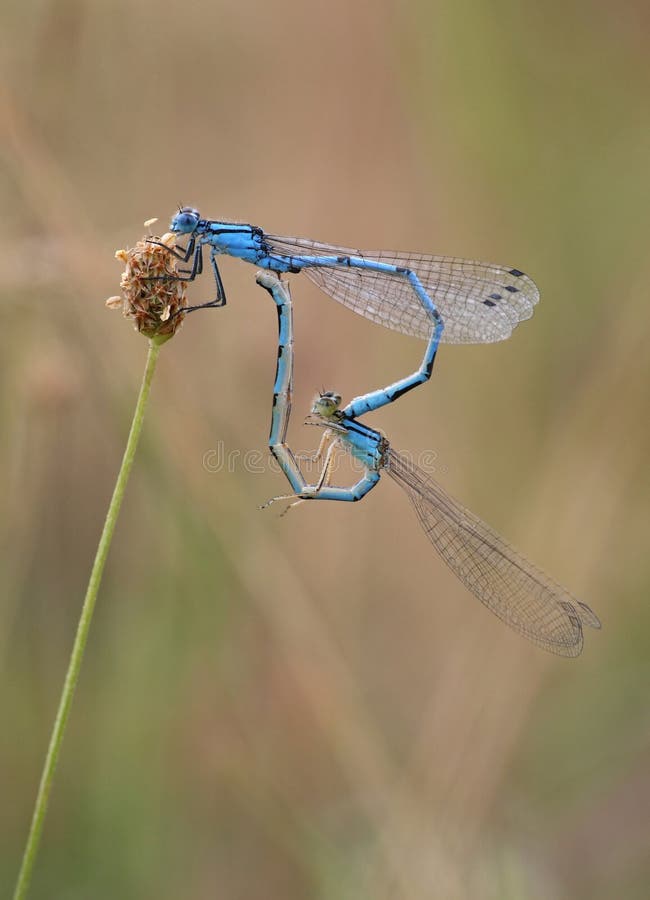 Common Bluet heart stock image. Image of bluet, dragonfly - 8328031