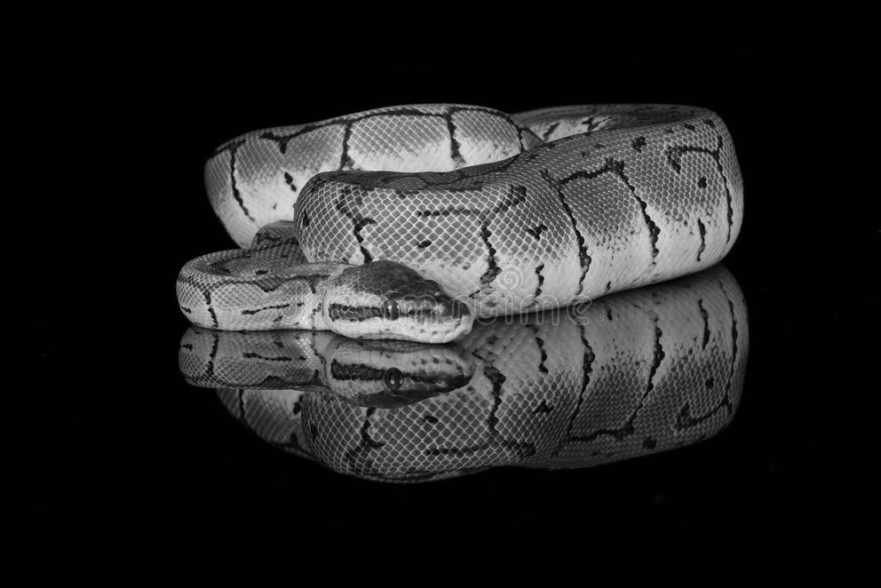 Common boa constrictor stock photo. Image of carnivorous - 89160048
