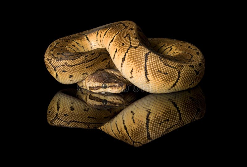 Common boa constrictor stock image. Image of reptile - 89160095