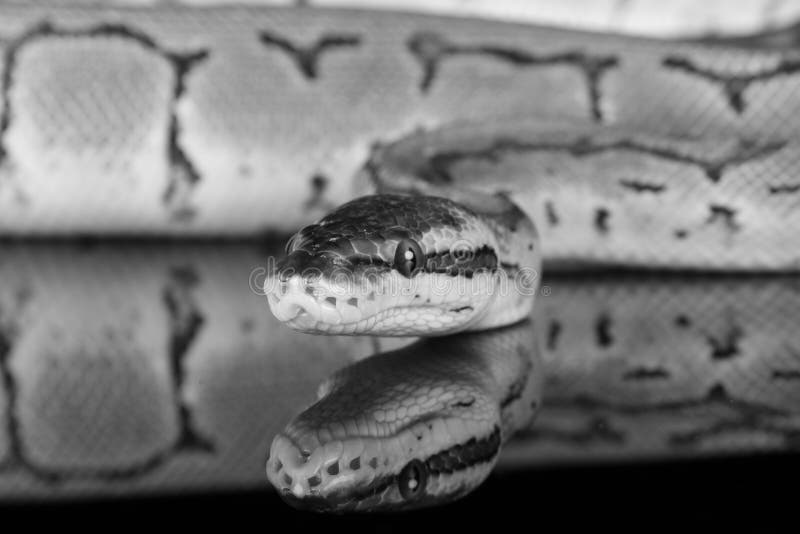 Common Boa Constrictor - Studio Photograph Stock Image - Image of ...