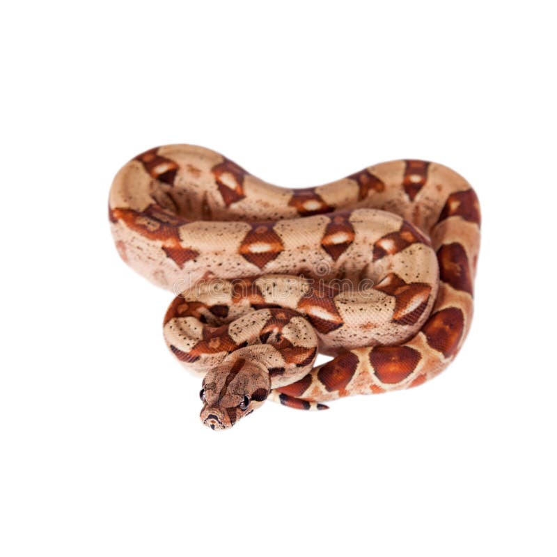 Boa Constrictor Isolated White Background Stock Images - Download 613 ...