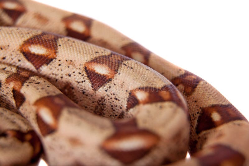 Boa Constrictor Isolated White Background Stock Images - Download 613 ...