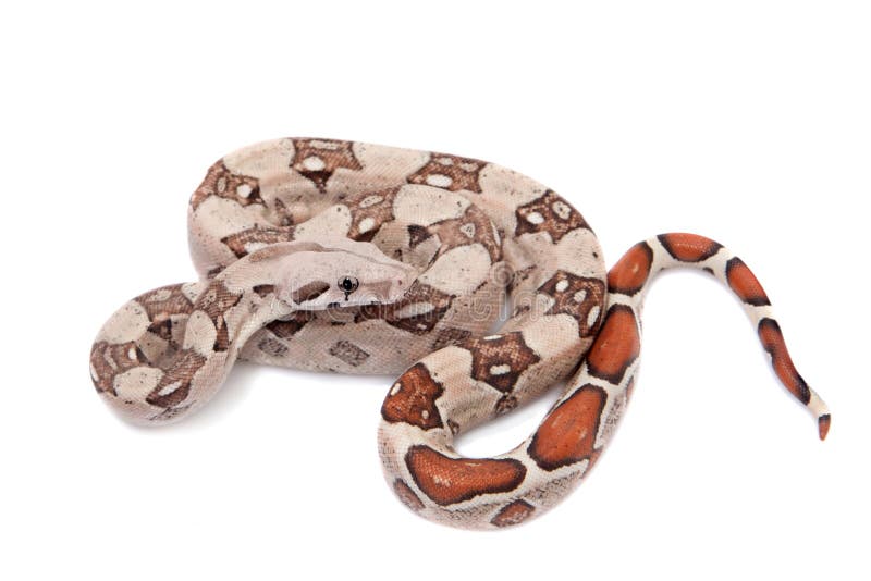 Boa Constrictor Isolated White Background Stock Images - Download 613 ...