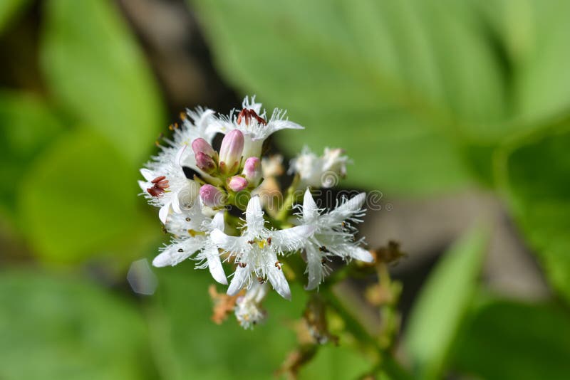 Common bogbean stock image. Image of marsh, pink, trefoil - 211454663