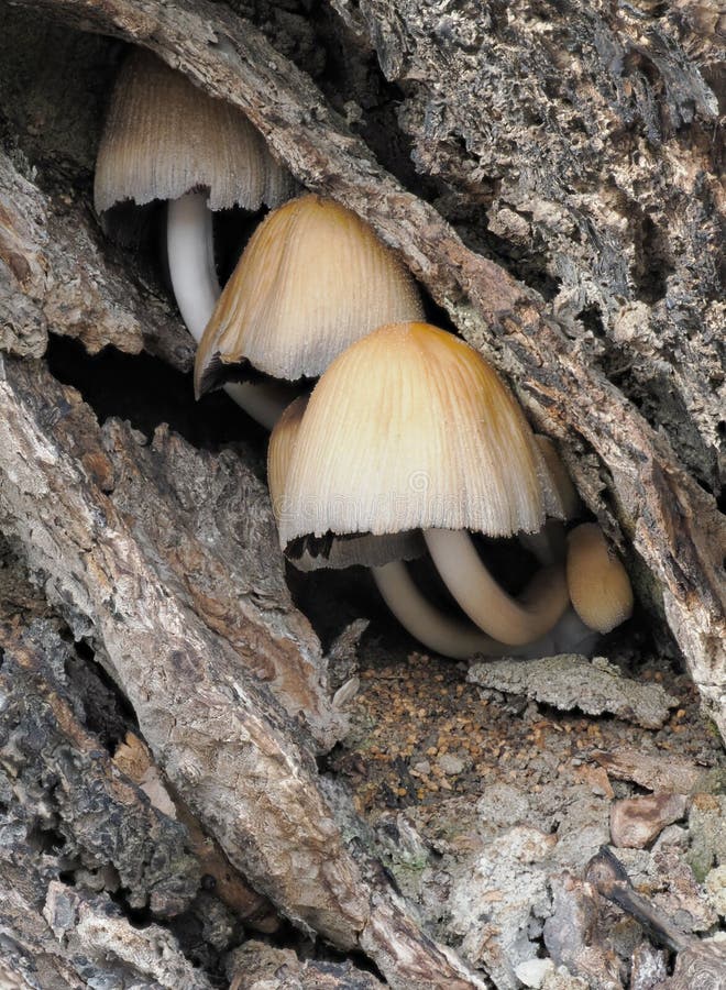 Common Bonnet Mushrooms in a Decayed Tree Stock Image - Image of decay ...