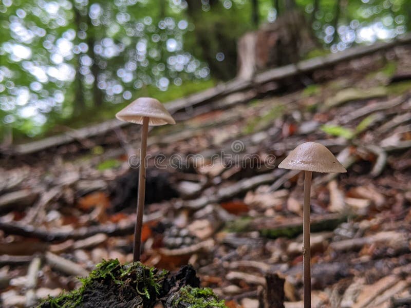 Common Bonnet Mycena Galericulata on a Dead Tree Trunk in the Forest ...