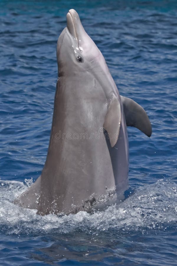 Dolphin standing stock image. Image of bottlenose, face - 29729247