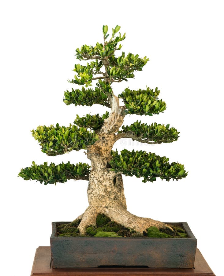 Buxus Bonsai Tree, Isolated Stock Photo - Image of asian, japanese ...