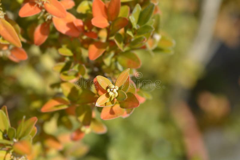 Common box stock photo. Image of boxwood, garden, flower - 276983060
