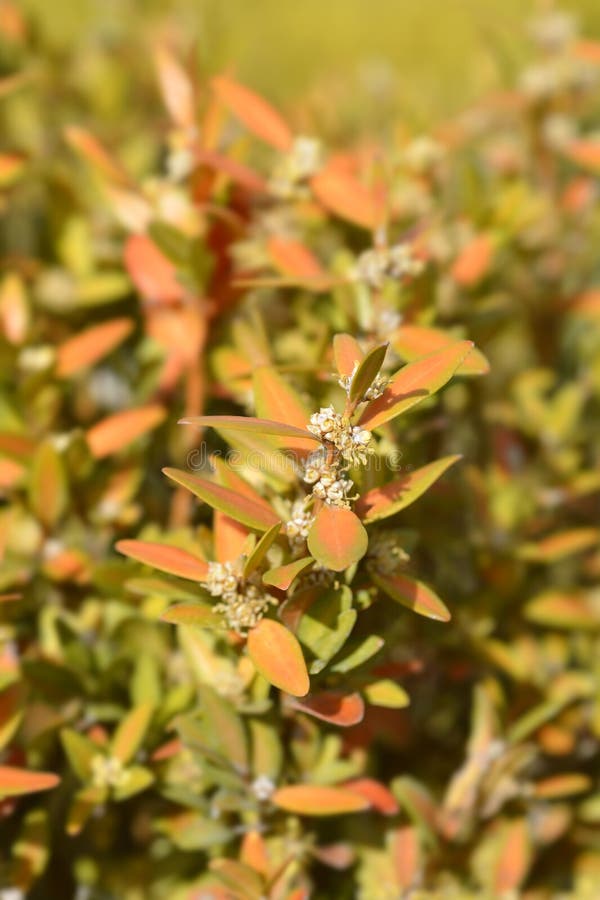 Common box stock photo. Image of evergreen, botany, flower - 278913510