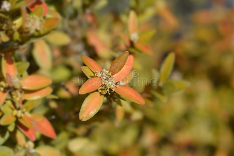 Common box stock photo. Image of botany, garden, leaf - 291008558