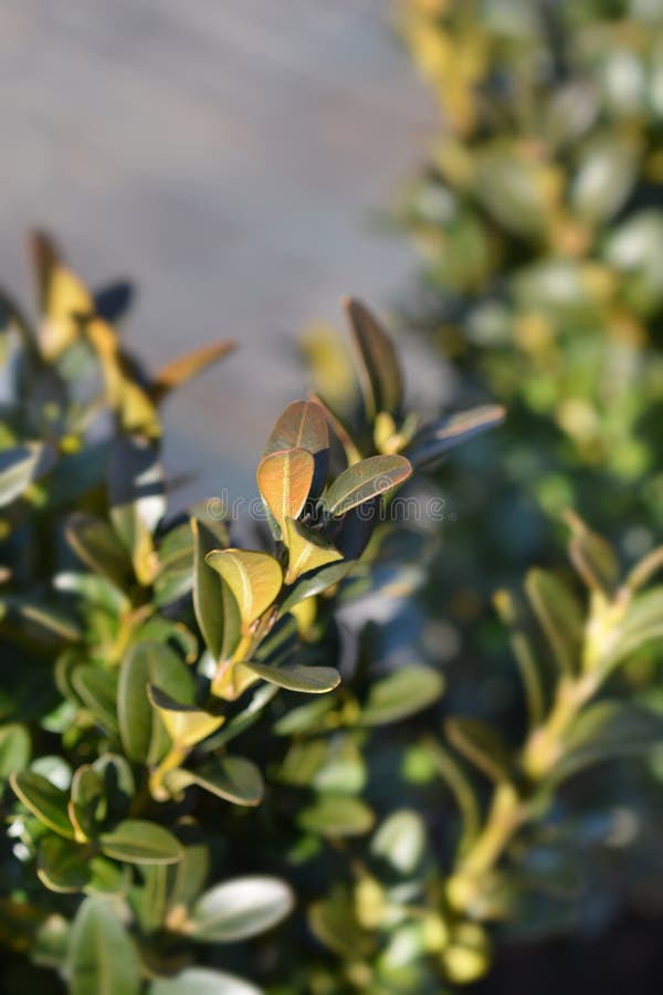 Common box stock image. Image of outdoors, buxus, nature - 190430563