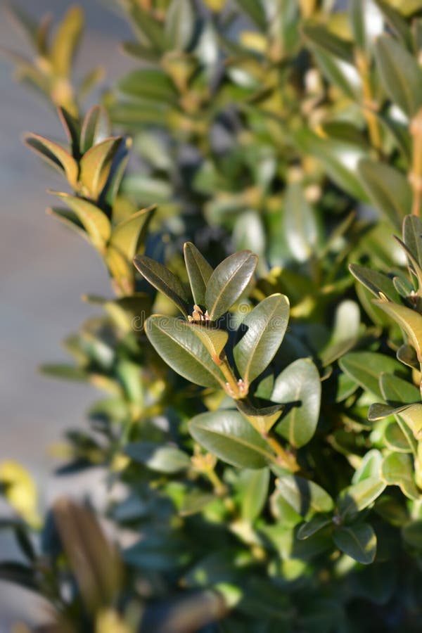 Common box stock image. Image of leaf, european, shrub - 191177411