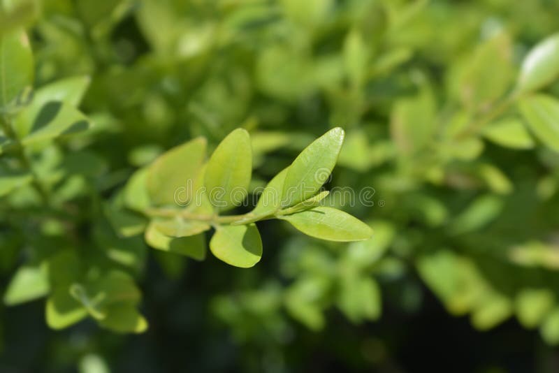 Common box stock photo. Image of buxus, plant, outdoors - 220132744