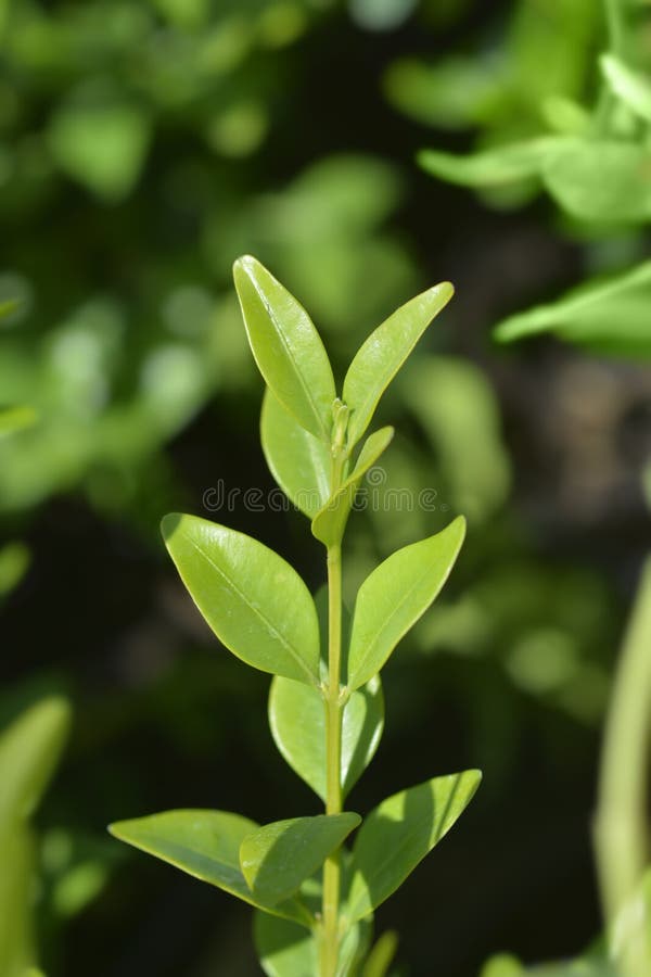 Common box stock photo. Image of common, nature, abassian - 233613326