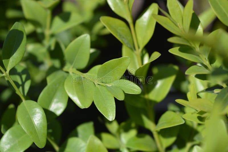 Common box stock photo. Image of leaf, green, european - 238526006