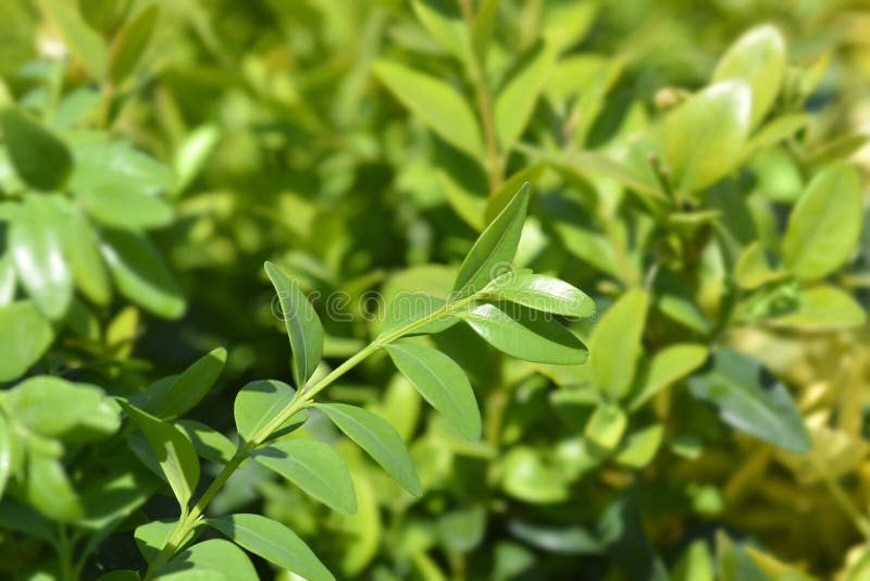 Common box stock image. Image of evergreen, shrub, branch - 245929763