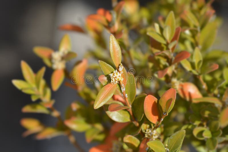 Common box stock photo. Image of green, boxwood, buds - 294465044