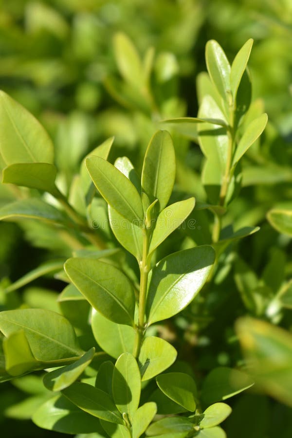 Common Box or Buxus Sempervirens Low Hedge Stock Photo - Image of ...
