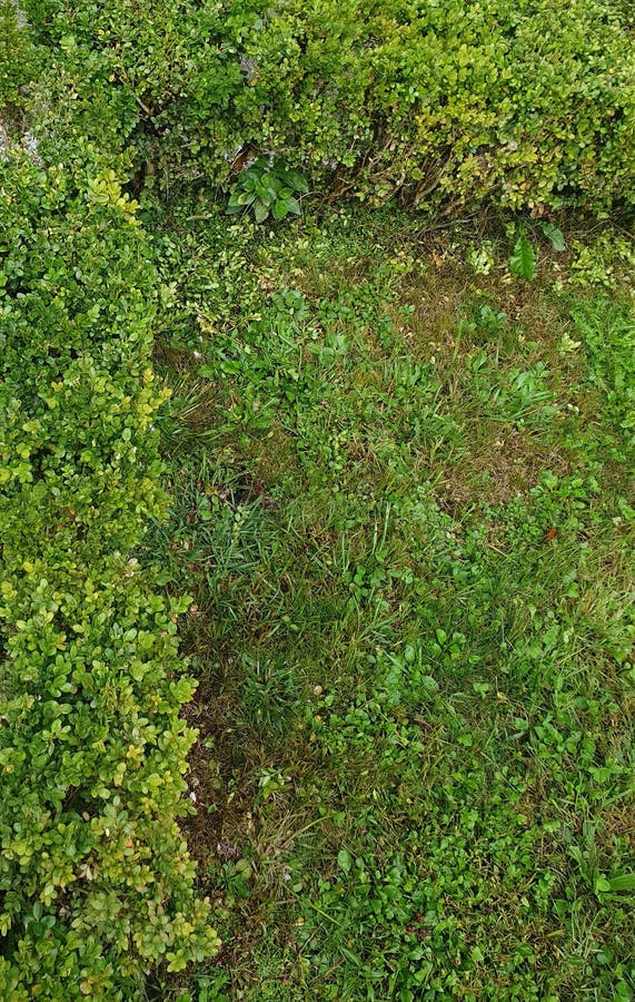 Common Box Tree Scient. Class. Buxus Sempervirens Stock Photo - Image ...