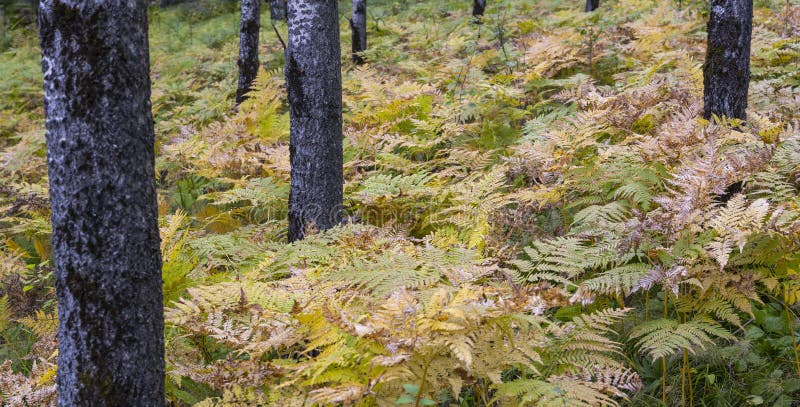 Common Braken in Autumn stock image. Image of landscape - 213422209