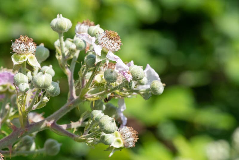 Common Bramble Rubus Fruticosus Plant Stock Photo - Image of closeup ...