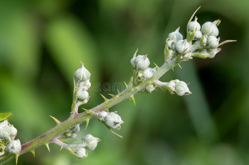 Common Bramble Rubus Fruticosus Plant Stock Image - Image of color ...