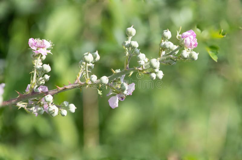 Common Bramble Rubus Fruticosus Plant Stock Image - Image of bramble ...