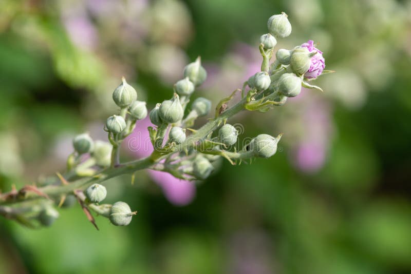 Common Bramble Rubus Fruticosus Plant Stock Photo - Image of close ...