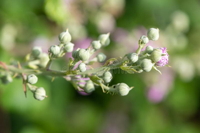 Common Bramble Rubus Fruticosus Plant Stock Photo - Image of emergence ...