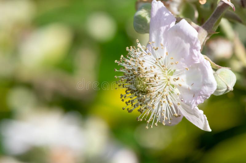 Common Bramble Rubus Fruticosus Plant Stock Photo - Image of flowers ...