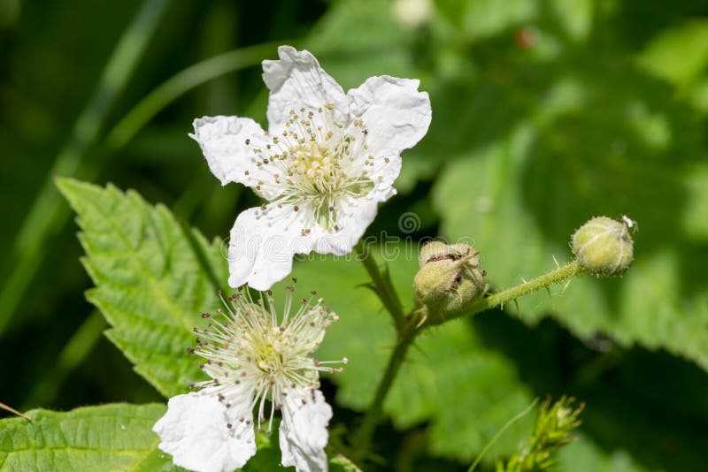 Common Bramble Rubus Fruticosus Plant Stock Image - Image of botany ...