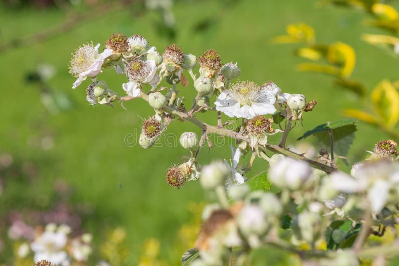 Common Bramble Rubus Fruticosus Plant Stock Image - Image of flowers ...