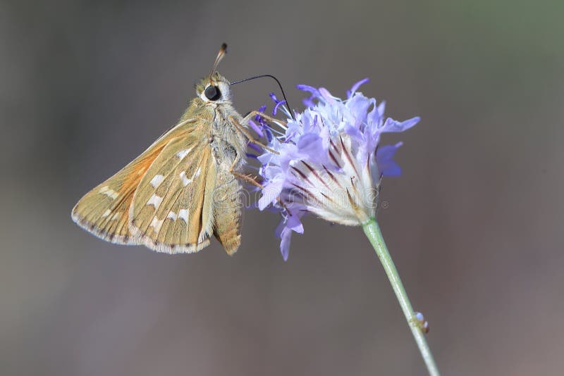 Common Branded Skipper Butterfly Stock Photo - Image of common, nature ...