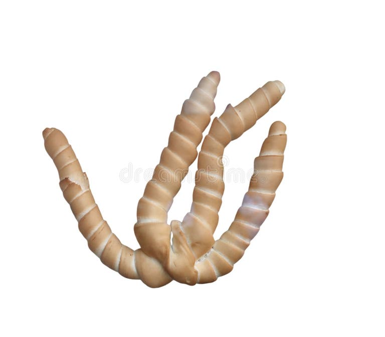 Common Bread of Various Shapes Worked by an Expert Baker- Stock Photo ...