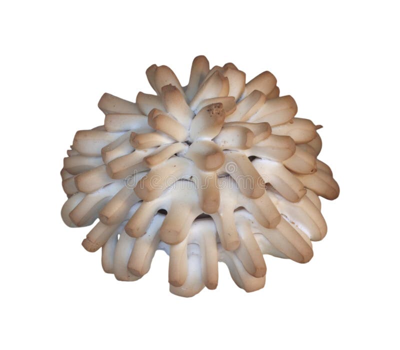 Common Bread of Various Shapes Worked by an Expert Baker- Stock Photo ...