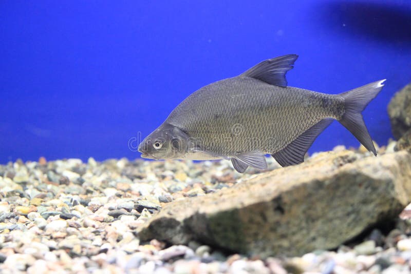 Common bream stock photo. Image of fish, bream, bronze - 38141740