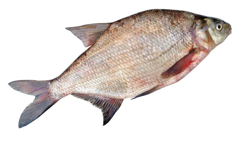 Common Bream ( Abramis Brama ) Stock Image - Image of herbivorous ...
