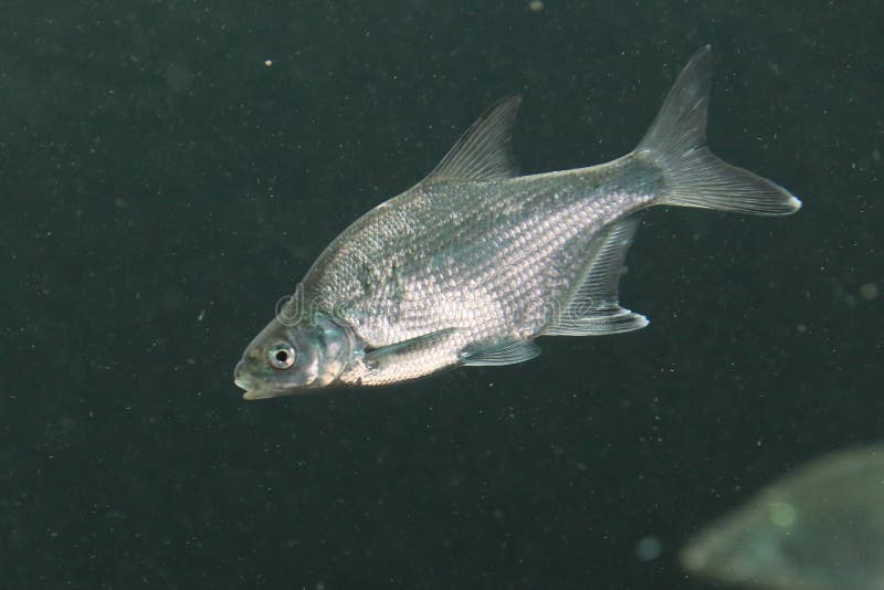 Common bream stock image. Image of nature, water, bronze - 260655853