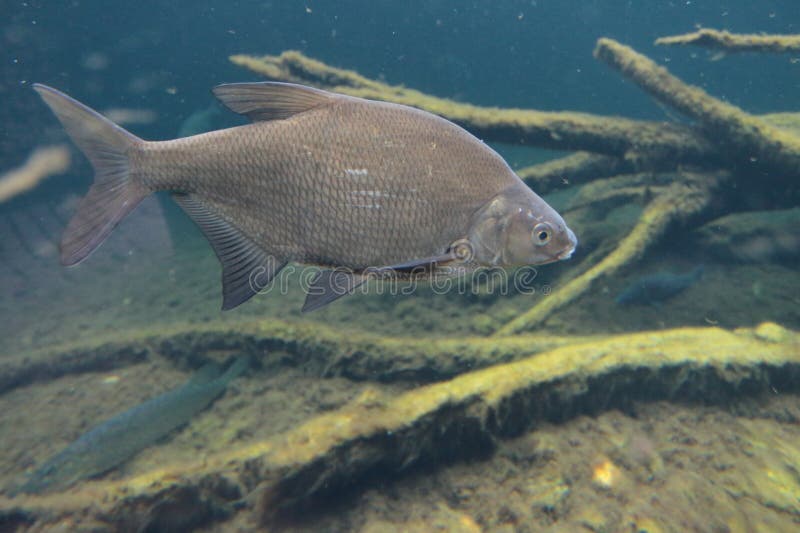 Common bream stock photo. Image of freshwater, river - 371377754