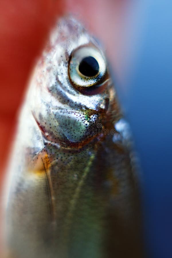 Common Bream Portrait Spring Stock Photo - Image of portrait, trip ...