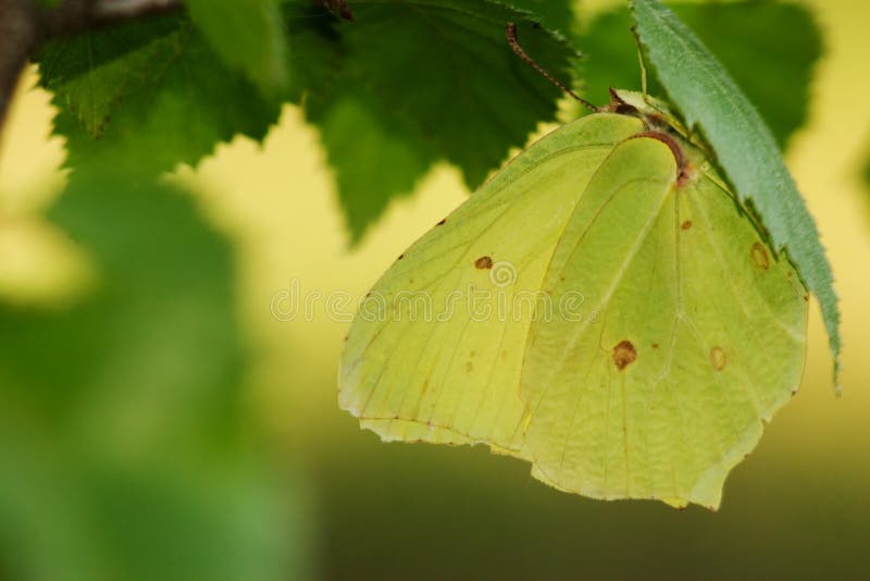 Common brimstone butterfly stock photo. Image of common - 51122590