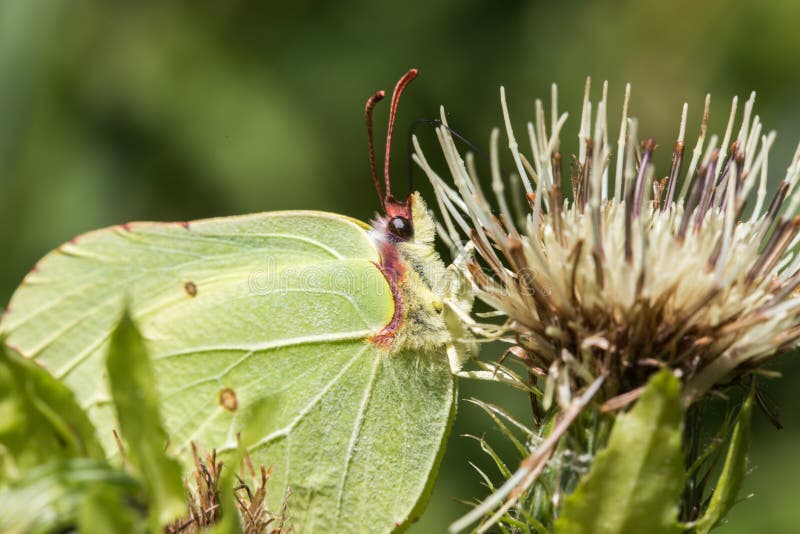 Common Brimstone Gonepteryx Rhamni Stock Photo - Image of yellowwhite ...